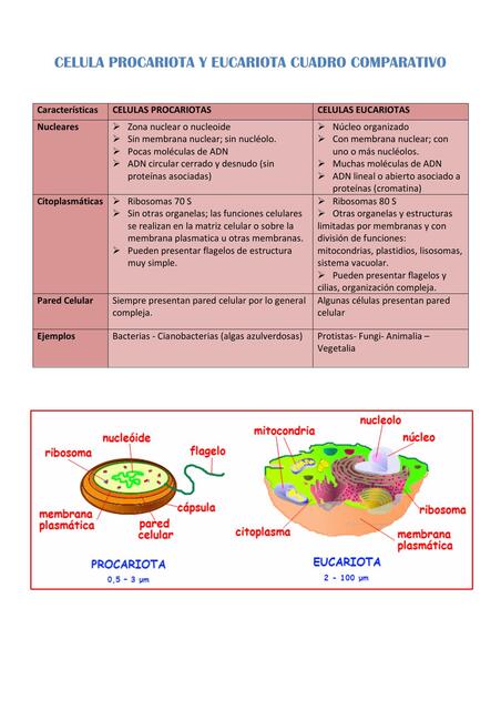 CELULA PROCARIOTA Y EUCARIOTA CUADRO COMPARATIVO | Ana B. | uDocz