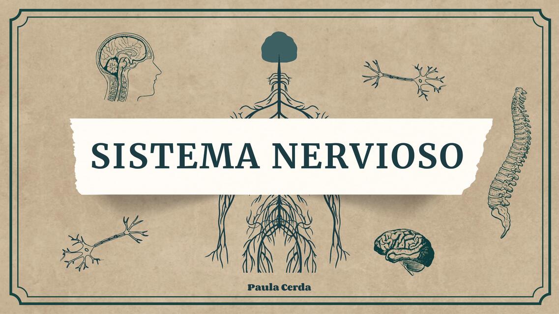 Sistema nervioso | Paula | uDocz