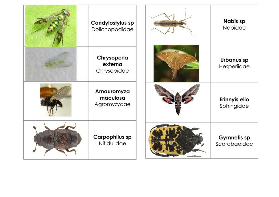 Insectos familia y nombre cientifico | Sam | uDocz