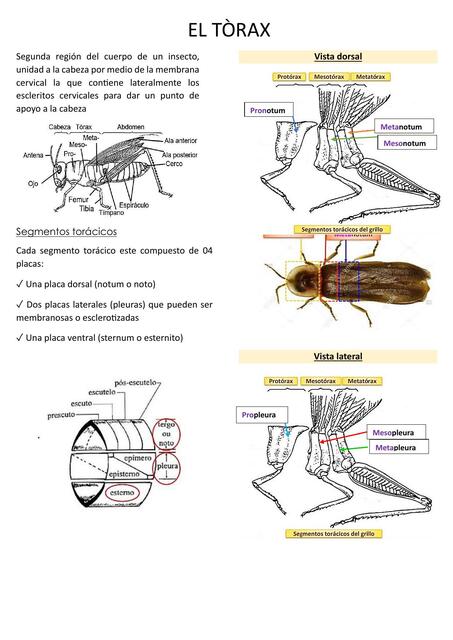 Torax de los insectos | Sam | uDocz