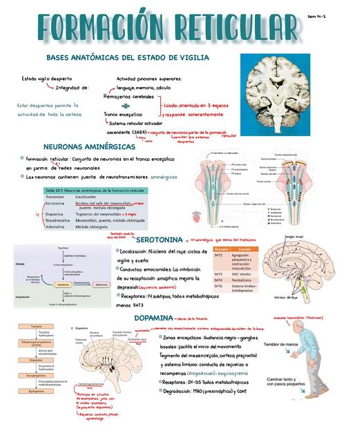 Formación reticular | cammiau_ | uDocz