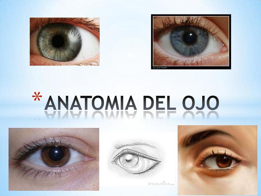 Anatomía del ojo | Alexa Quiroz | uDocz