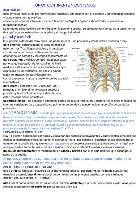 torax continente y contenido | Delfina | uDocz
