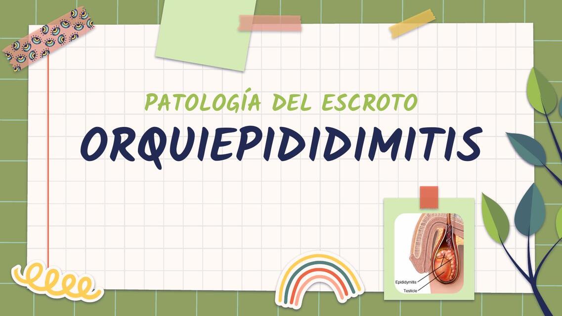 Orquiepididimitis | Karla | uDocz