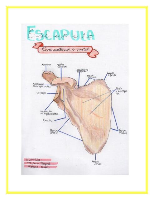 Escapula | Mayerli Moreira | uDocz