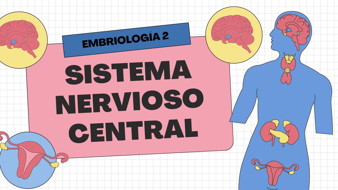 The Female Endocrine System Educational Presentati | micky | uDocz