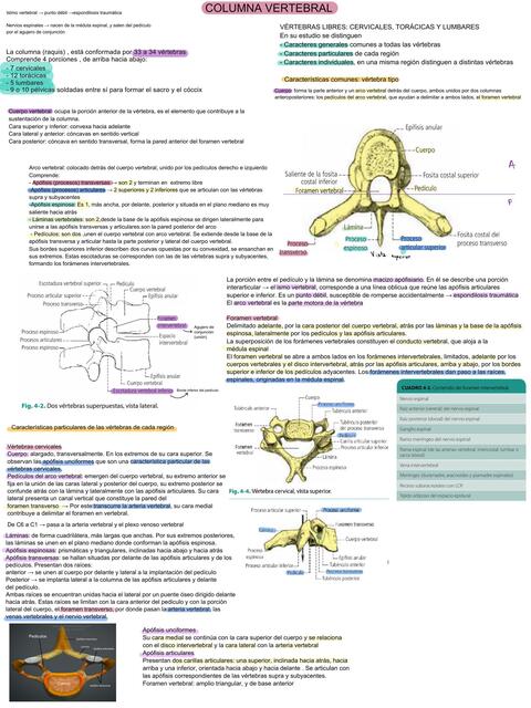 columna vertebral | Pamela | uDocz
