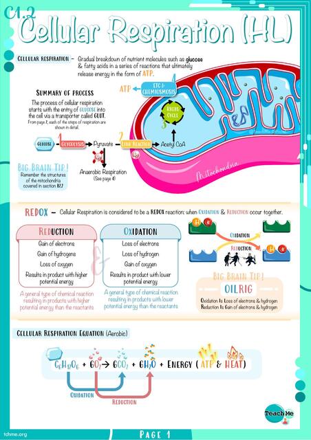 Cell respiration HL | Isabela Rodriguez | uDocz