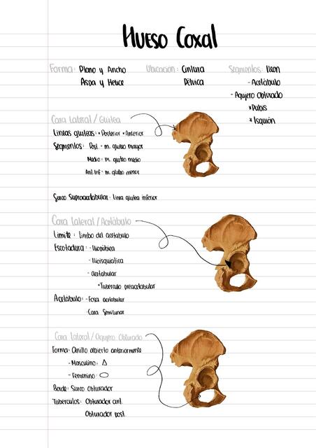 Guía 4 anatomía II | Paula | uDocz