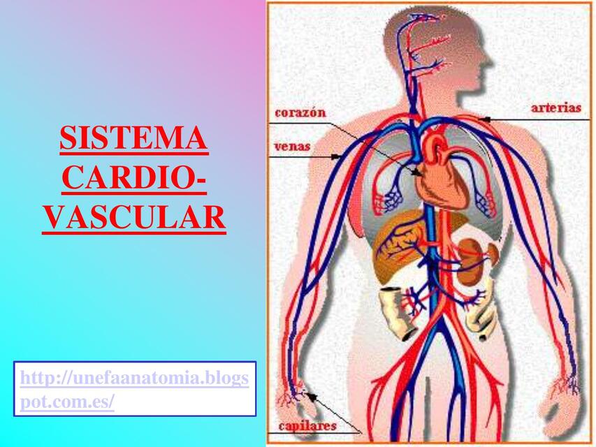 Anexo Sistema Cardiov | La enfermera recolectora | uDocz
