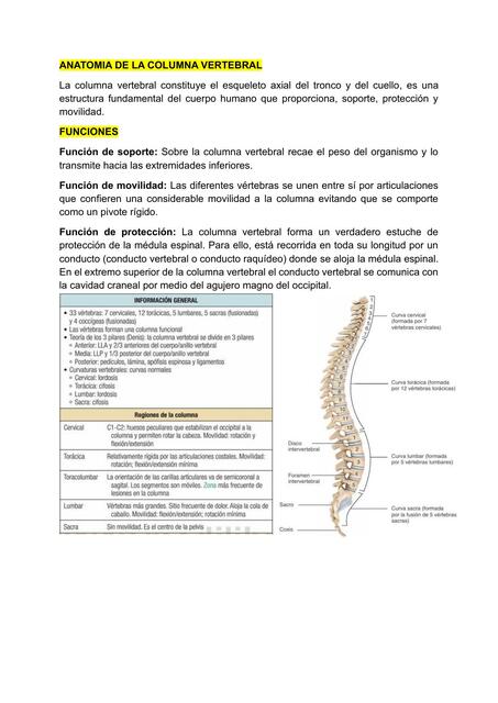 ANATOMIA DE LA COLUMNA VERTEBRAL | Royenberth | uDocz