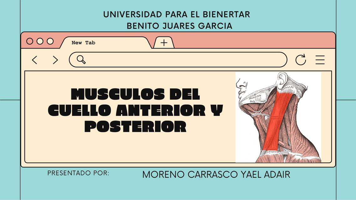 MUSCULOS DEL CUELLO | Mrn | uDocz