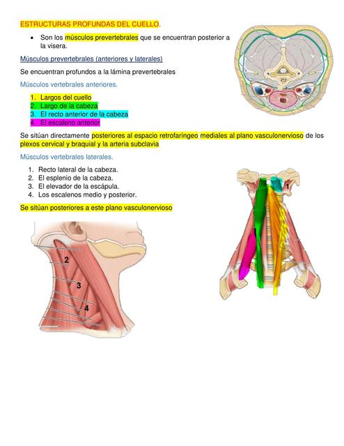 Estructuras Profundas del Cuello | Francisco Rodriguez | uDocz