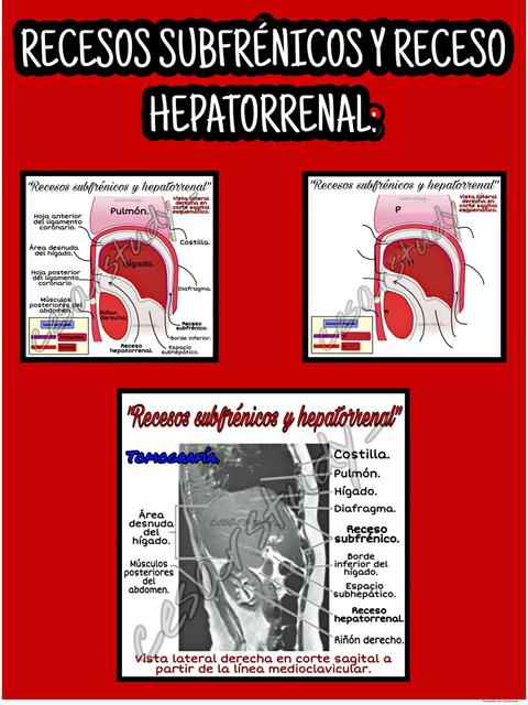 Recesos subfrénicos y hepatorrenal cesarstudy | Cesarstudy_ | uDocz
