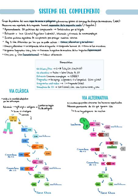 Sistema del complemento | Natalia Bernabe | uDocz