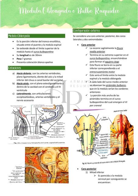 Medula Oblongada | Jose Armando | uDocz