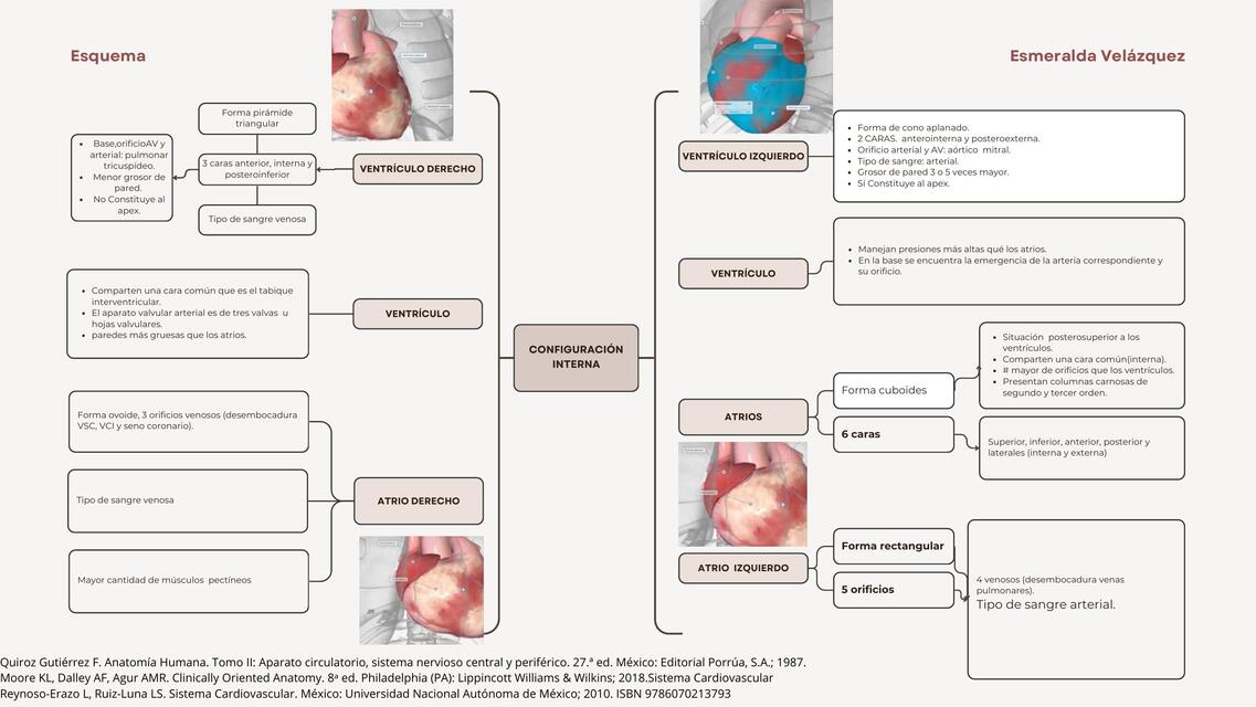 Configuración interna corazón | Rubí Velázquez | uDocz