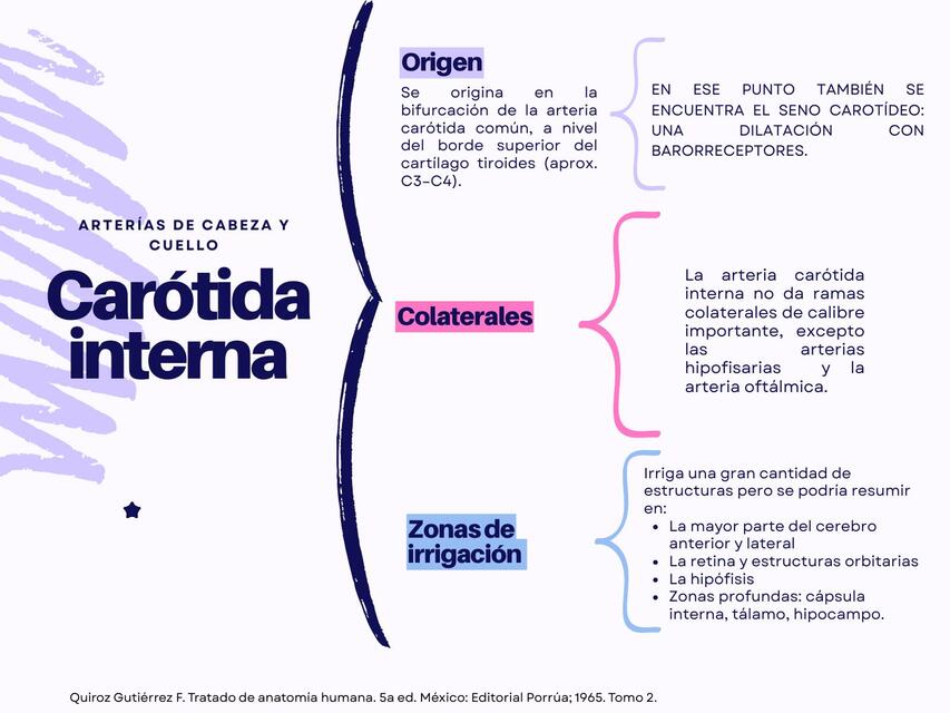 Arterias de cabeza y cuello: Carótida interna | Rubí Velázquez | uDocz