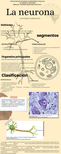 La neurona | Rubí Velázquez | uDocz