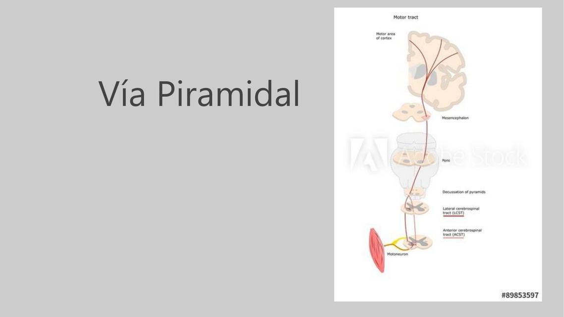 Resúmenes de Vía piramidal | Descarga apuntes de Vía piramidal