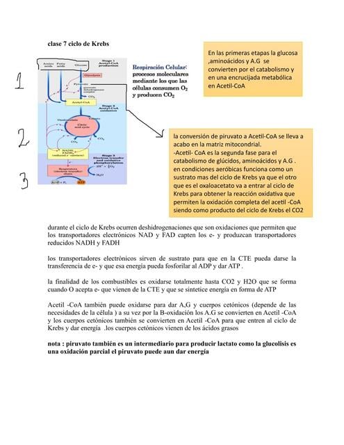 ciclo de krebs | Emily Gabriela Rodriguez Carpio | uDocz