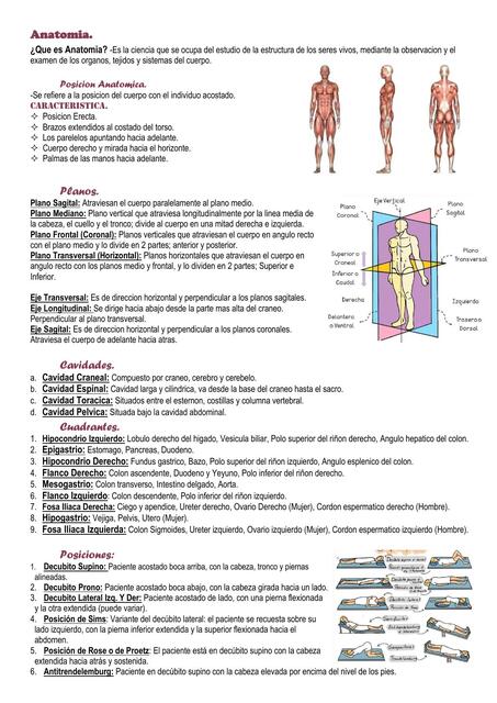 Fisio Histo Anato Resumen Parcial | Choizxx | uDocz