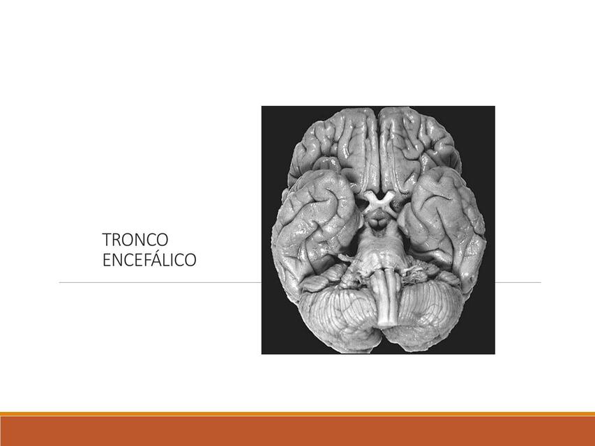 Clase Tronco encefalico y cerebelo | Alexis | uDocz