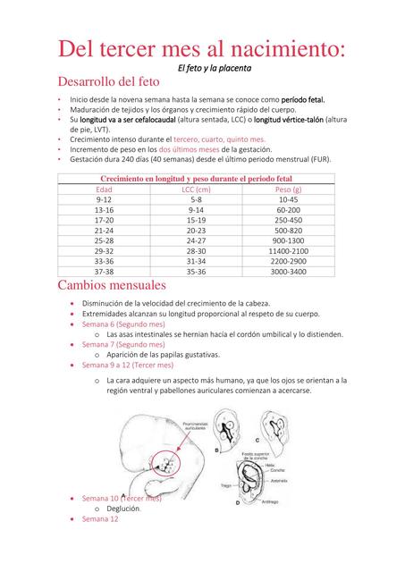 Del tercer mes al nacimiento feto y placenta | Katha Ruilova | uDocz