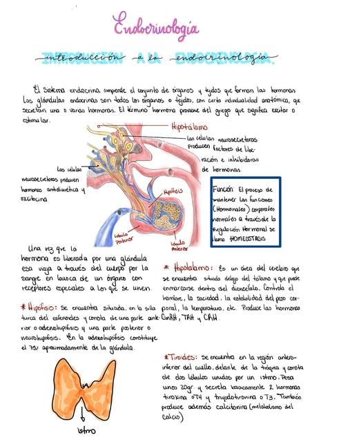 Generalidades de la Endocrinología | Vianel Colon | uDocz