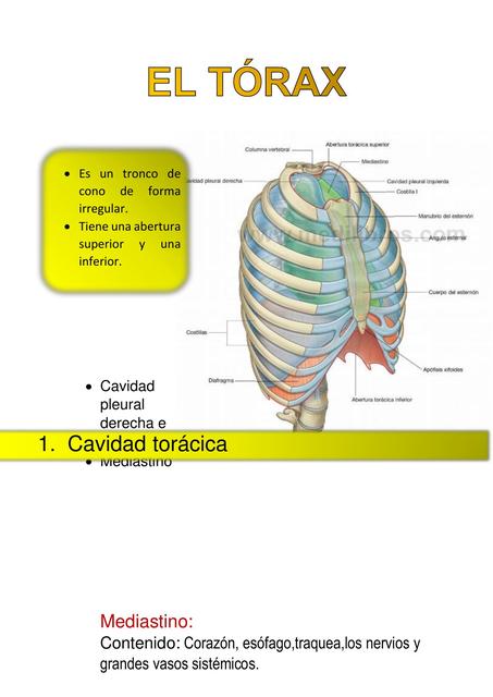 El Tórax | Lucy Valdivia | uDocz