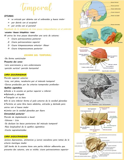 Huesos temporal y parietal | Apuntes de anatomía | Huesos | uDocz
