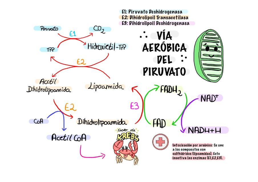 Vía Aeróbica del Piruvato | Vanessa Alexandra Zavaleta Alva | uDocz