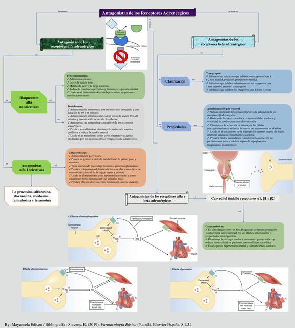 Antagonistas de los Receptores Adrenérgicos | Eddie Rob | uDocz