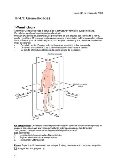 Resumen L1 Anatomía | Nicolas Fernandez | uDocz