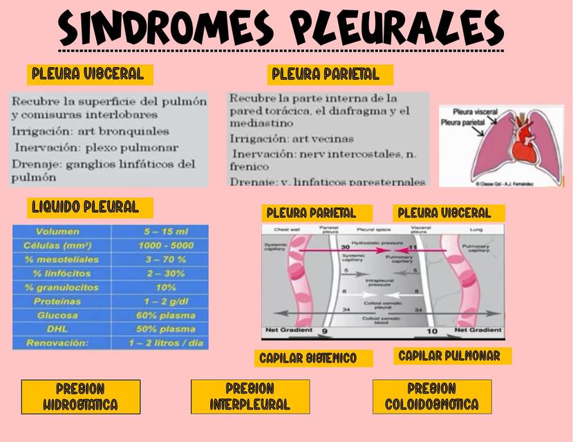 Síndromes Pleurales | Andy Sawmg | uDocz