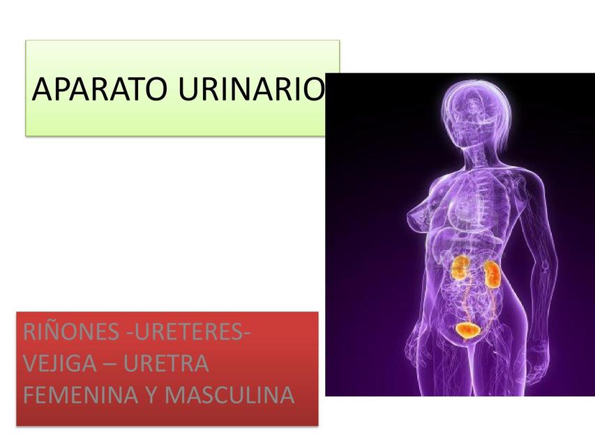 Aparato Urinario