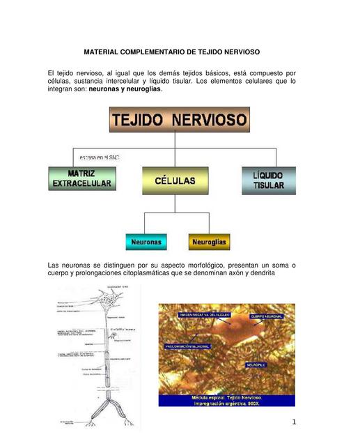 Tejido Nervioso | Miguel Sebastián Bravo Guamanquispe | uDocz