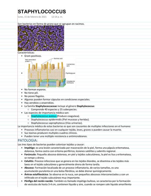 STAPHYLOCOCCUS | Medicina.zip | uDocz