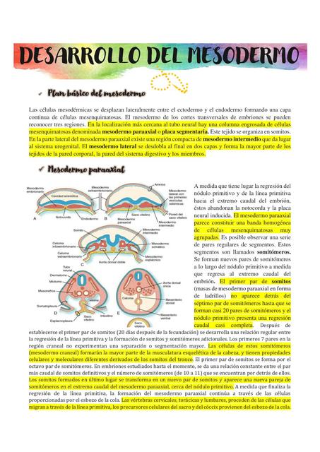 Resúmenes de Mesodermo | Descarga apuntes de Mesodermo