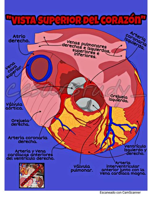 Vista superior del corazón | Cesarstudy_ | uDocz