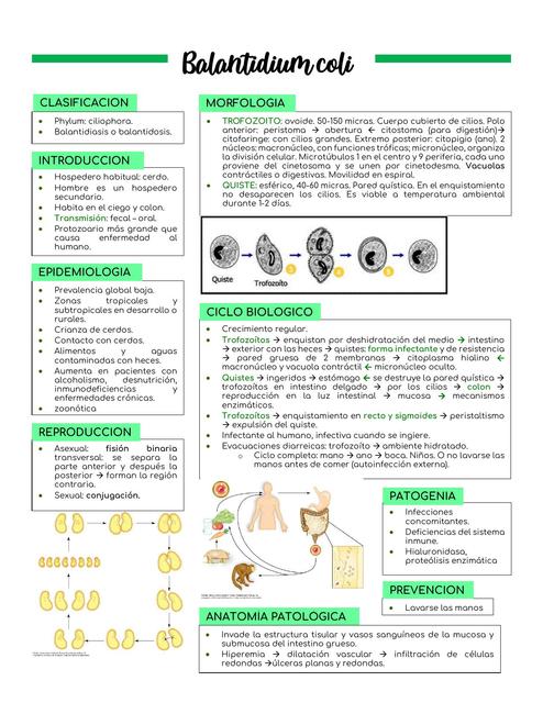 Balantidium Coli Ingrid Rosas Udocz