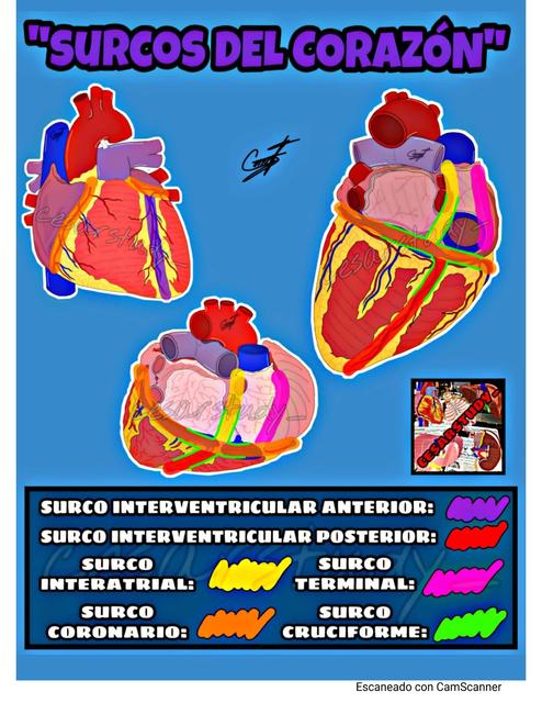 Surcos cardíacos | Cesarstudy_ | uDocz