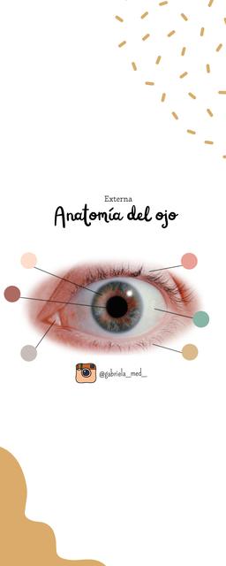 Anatomía externa funciónd de cada estructura | Gabriela Med | uDocz