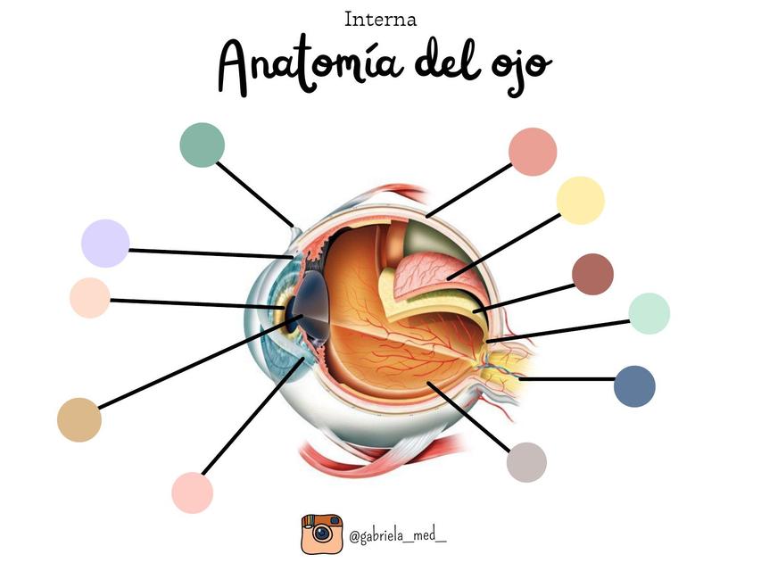 Diagrama De La Anatomía Del Ojo