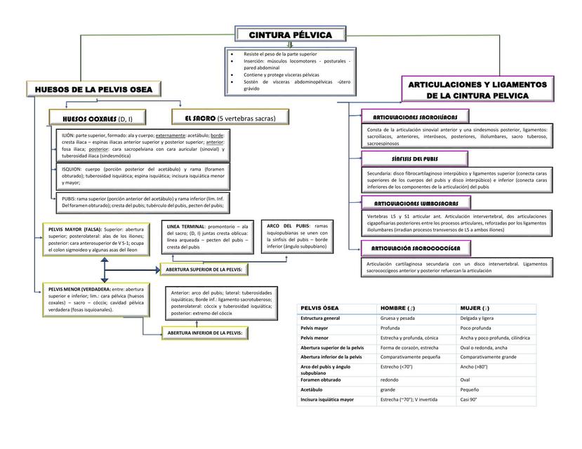 Pelvis ósea Kevin Bermeo Udocz