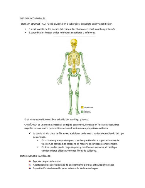 SISTEMAS CORPORALES | Studimedicina | uDocz