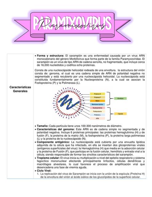 Paramixovirus (Sarampión) | Andrea Hdez | uDocz