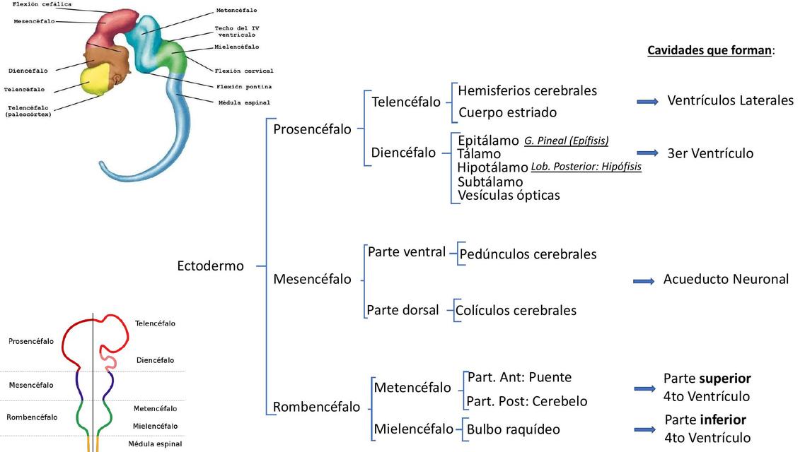 Embriología del cerebro (Esquema) | Diego Olivares | uDocz