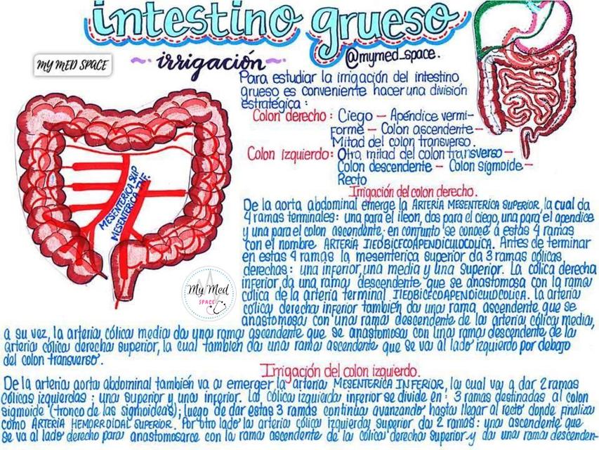Irrigación del intestino grueso | Medicina | Anatomía | uDocz