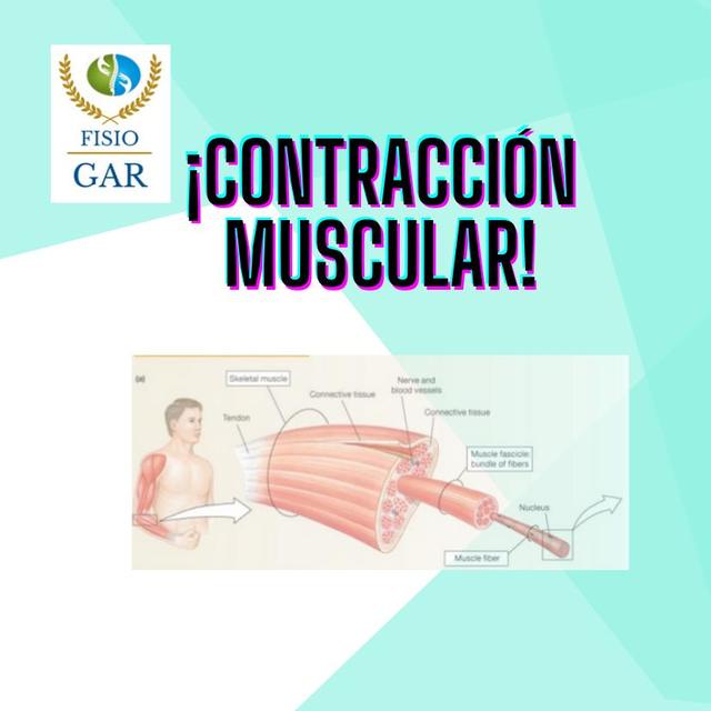 Contracción Muscular | FISIO GAR | uDocz